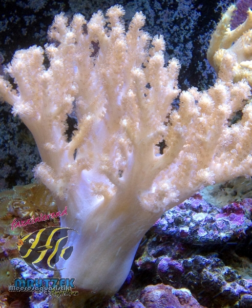 Sinularia sp. - Mrutzek Meeresaquaristik GmbH