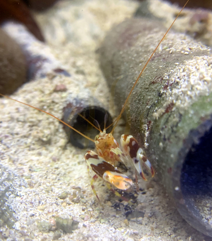 Alpheus bellulus-Hübscher Knallkrebs - Mrutzek Meeresaquaristik GmbH