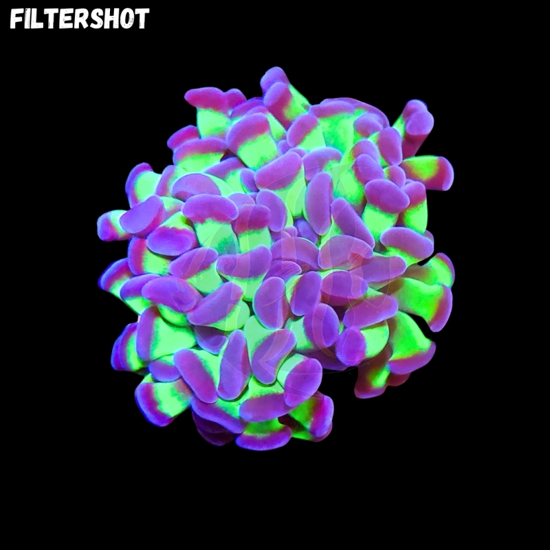 MM Fimbriaphyllia (Euphyllia) paraancora "bicolor" #2328 (Originalfoto ...