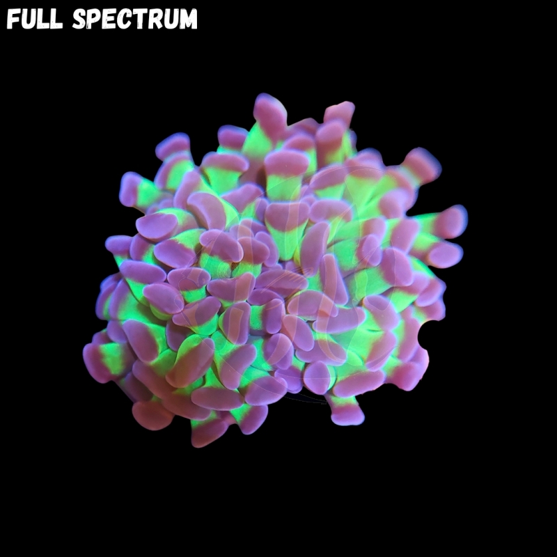 MM Fimbriaphyllia (Euphyllia) paraancora "bicolor" #2328 (Originalfoto ...